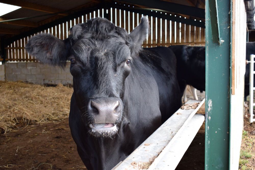 We say goodbye to our elderly cow family after 15 wonderful years together.