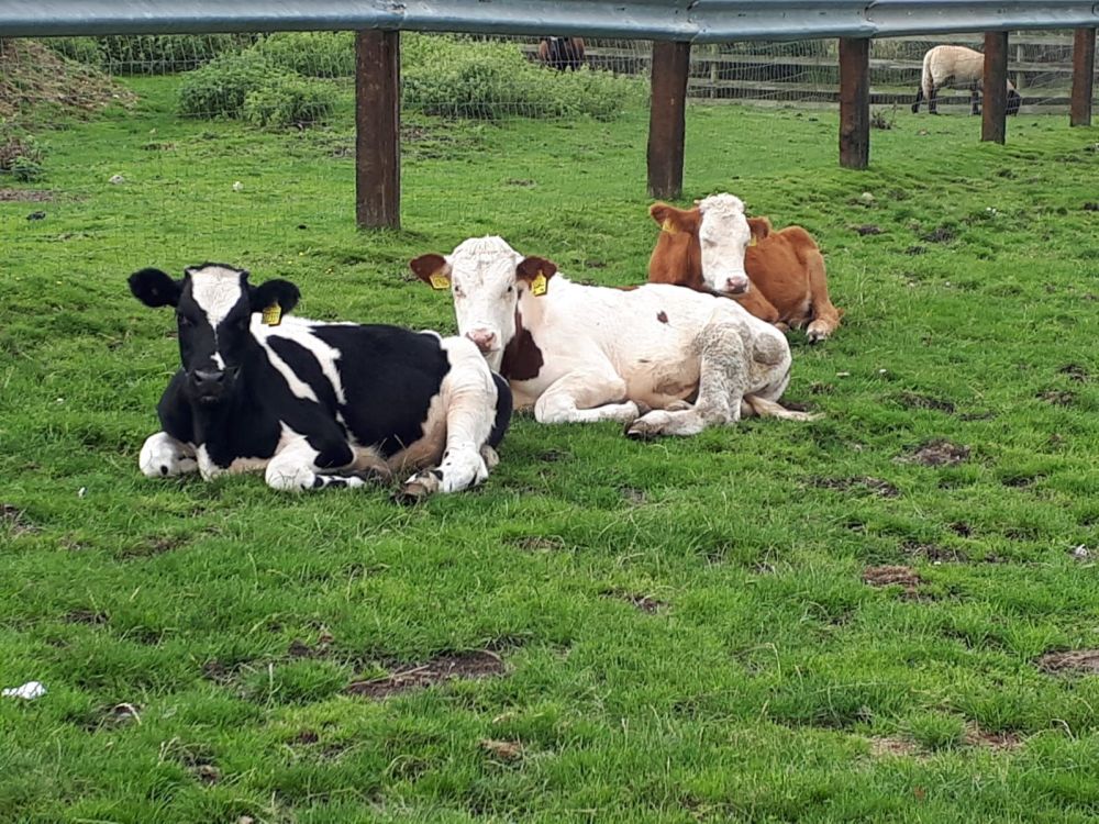 Sponsorship - BFAS (Brook Farm Animal Sanctuary) - Raunds, Northamptonshire
