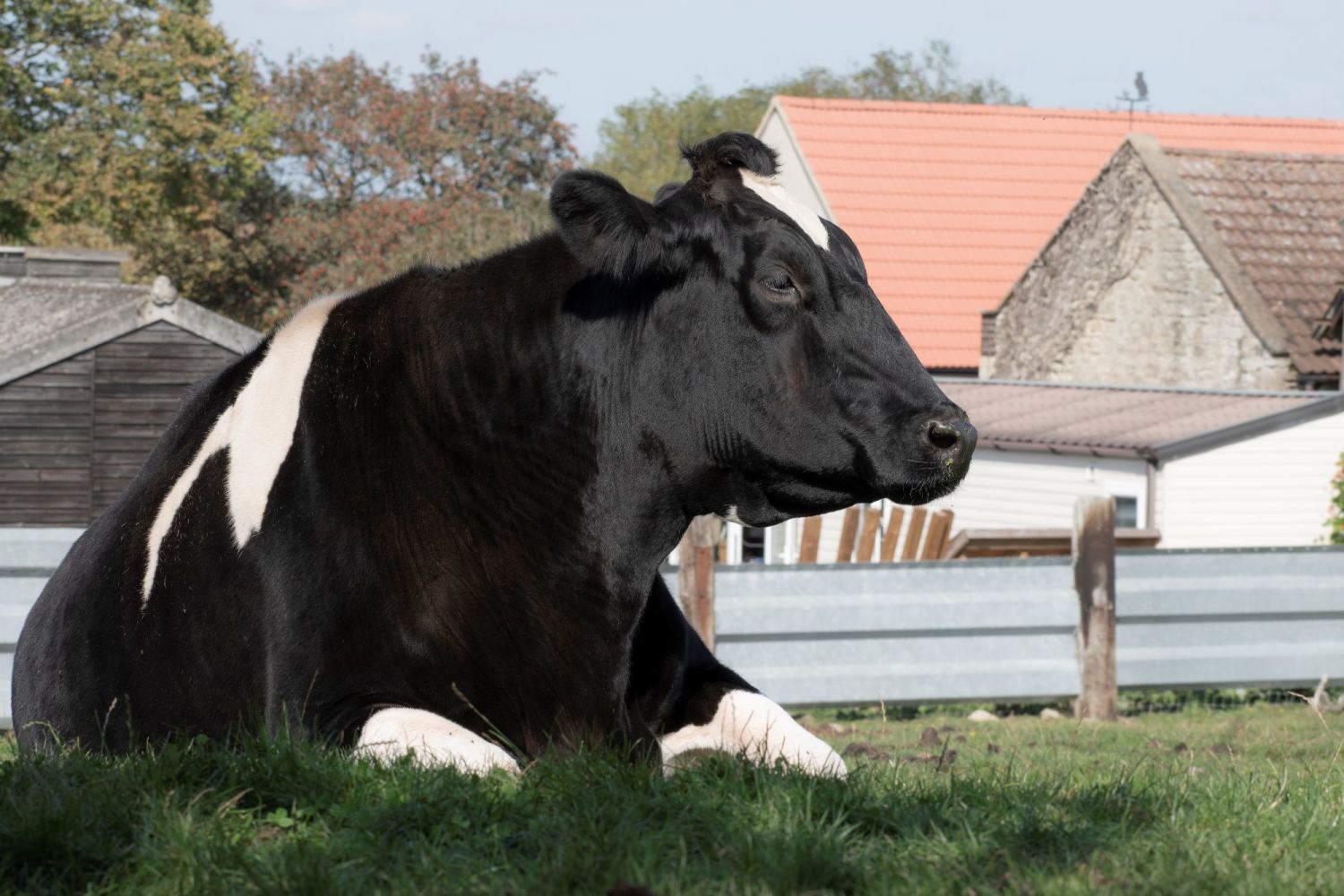 Sponsorship - BFAS (Brook Farm Animal Sanctuary) - Raunds, Northamptonshire