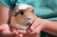 BFAS (Brook Farm Animal Sanctuary) - Raunds, Northamptonshire