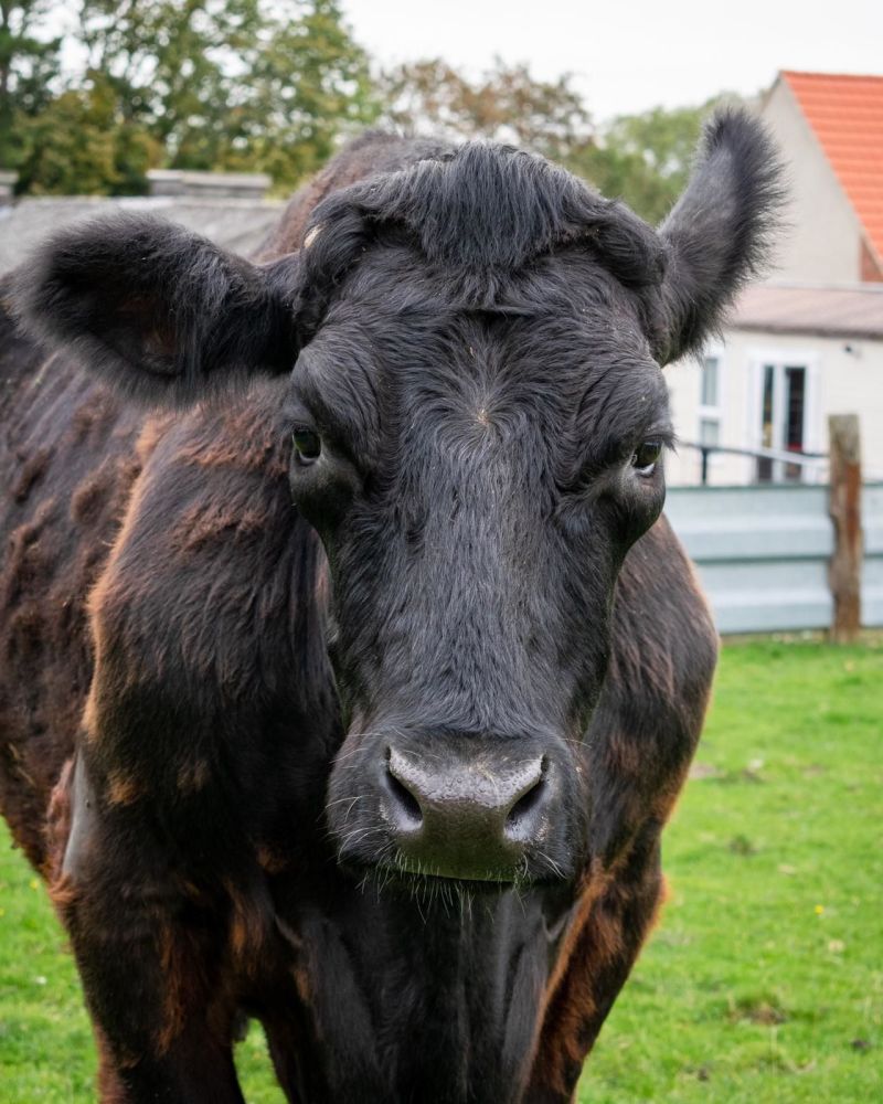 We say goodbye to our elderly cow family after 15 wonderful years together.