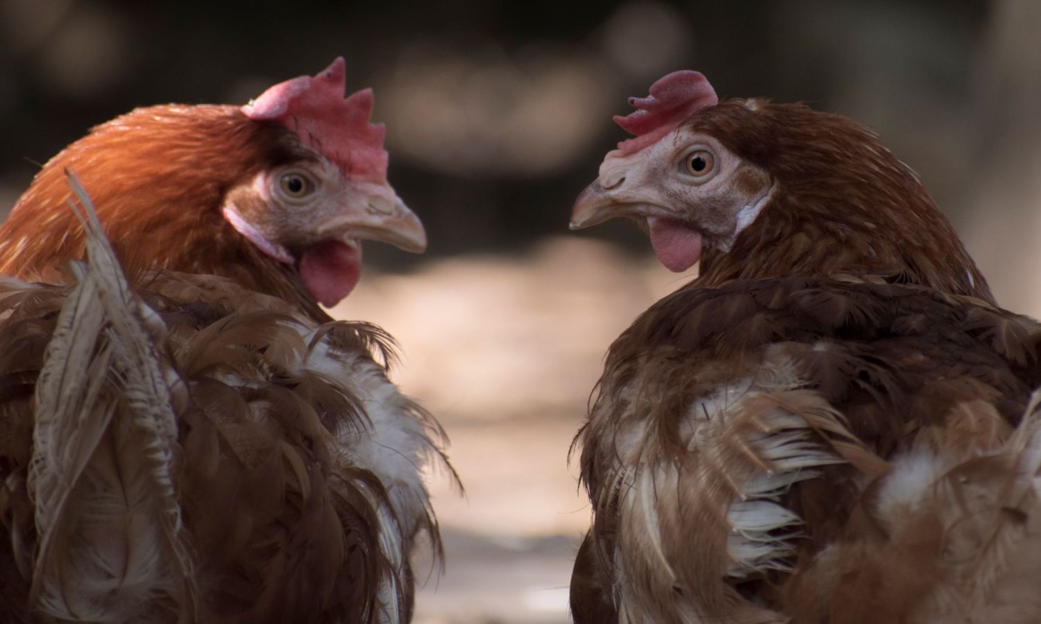 BFAS (Brook Farm Animal Sanctuary) - Raunds, Northamptonshire