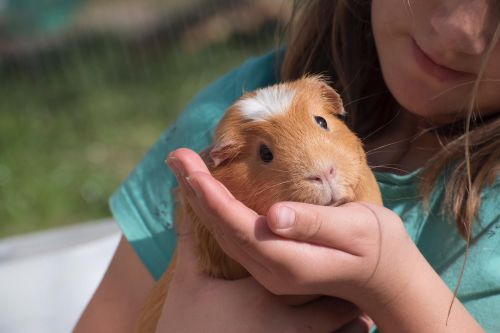 BFAS (Brook Farm Animal Sanctuary) - Raunds, Northamptonshire