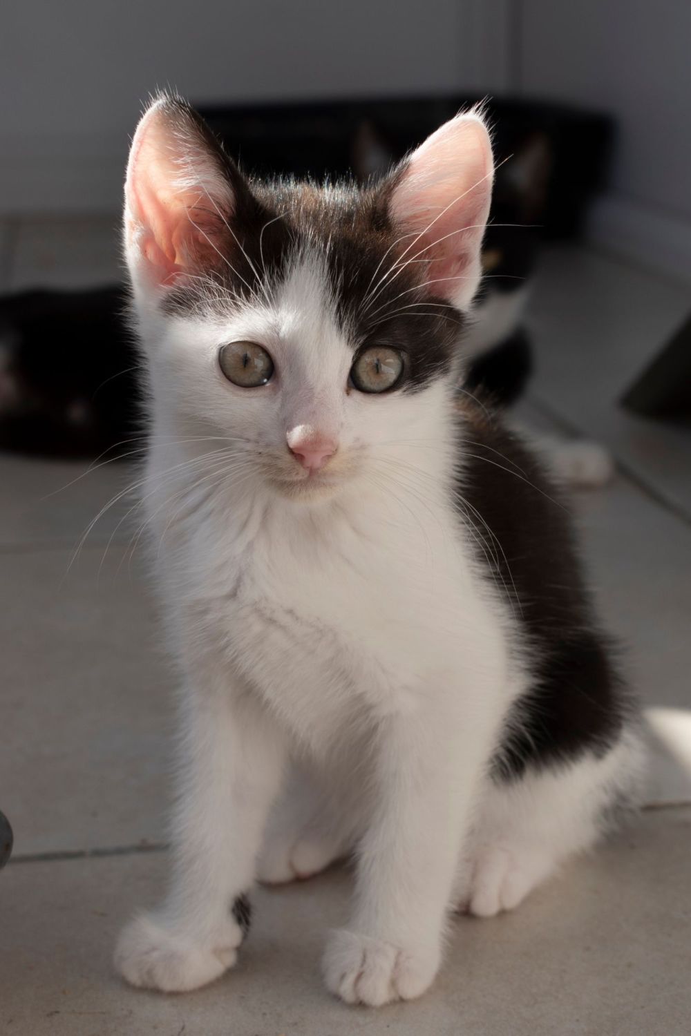 BFAS (Brook Farm Animal Sanctuary) - Raunds, Northamptonshire
