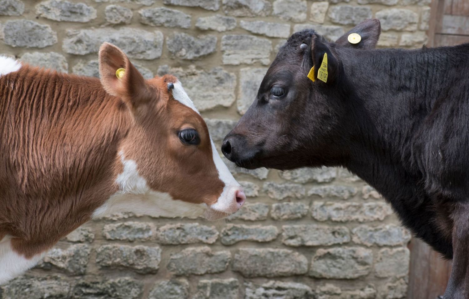 BFAS (Brook Farm Animal Sanctuary) - Raunds, Northamptonshire