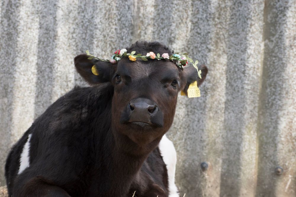 BFAS (Brook Farm Animal Sanctuary) - Raunds, Northamptonshire