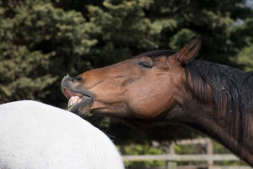 BFAS (Brook Farm Animal Sanctuary) - Raunds, Northamptonshire