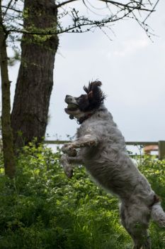 BFAS (Brook Farm Animal Sanctuary) - Raunds, Northamptonshire
