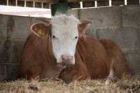 BFAS (Brook Farm Animal Sanctuary) - Raunds, Northamptonshire