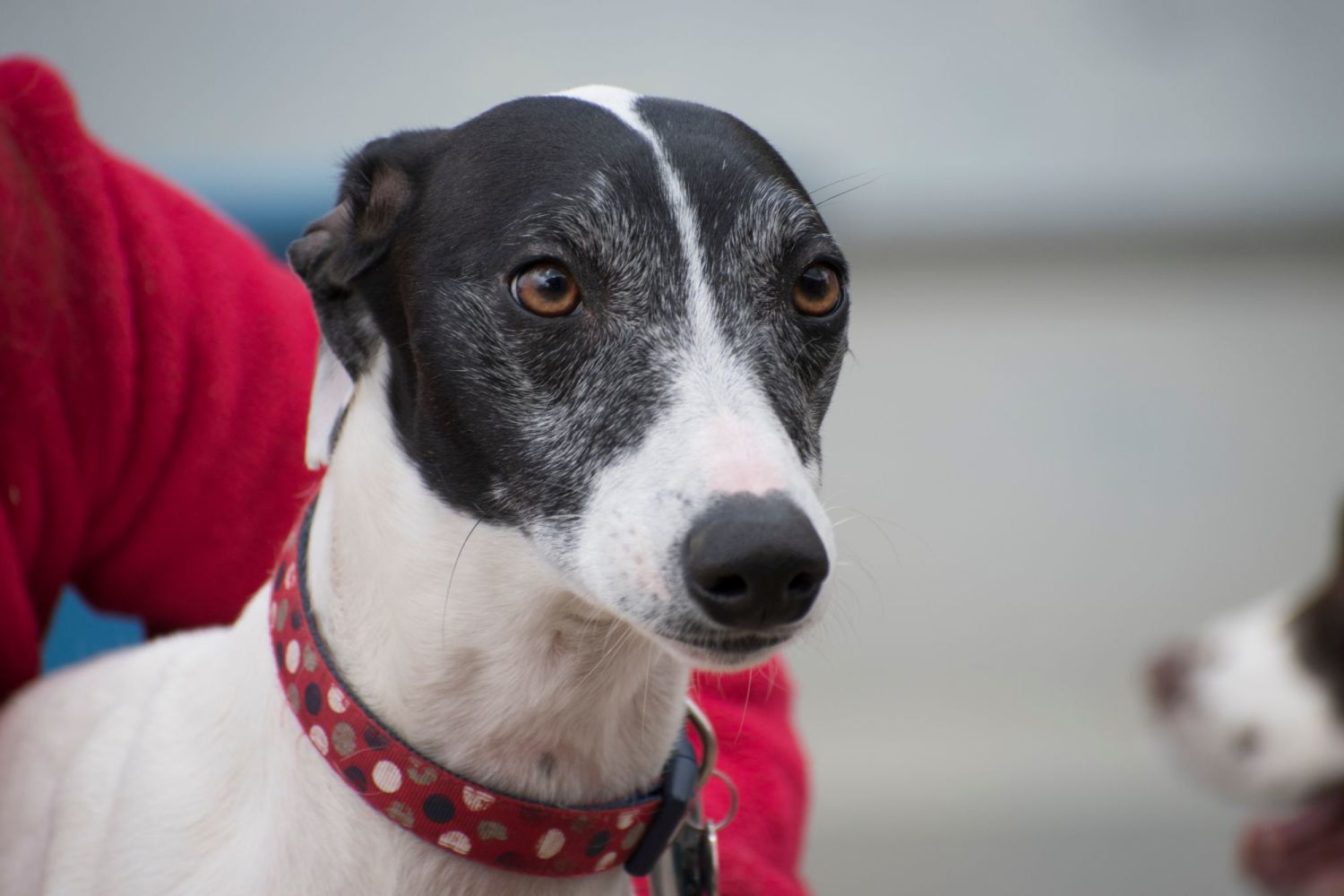 BFAS (Brook Farm Animal Sanctuary) - Raunds, Northamptonshire