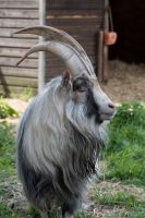 BFAS (Brook Farm Animal Sanctuary) - Raunds, Northamptonshire