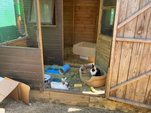 Small Furries for Re-Homing - BFAS (Brook Farm Animal Sanctuary ...