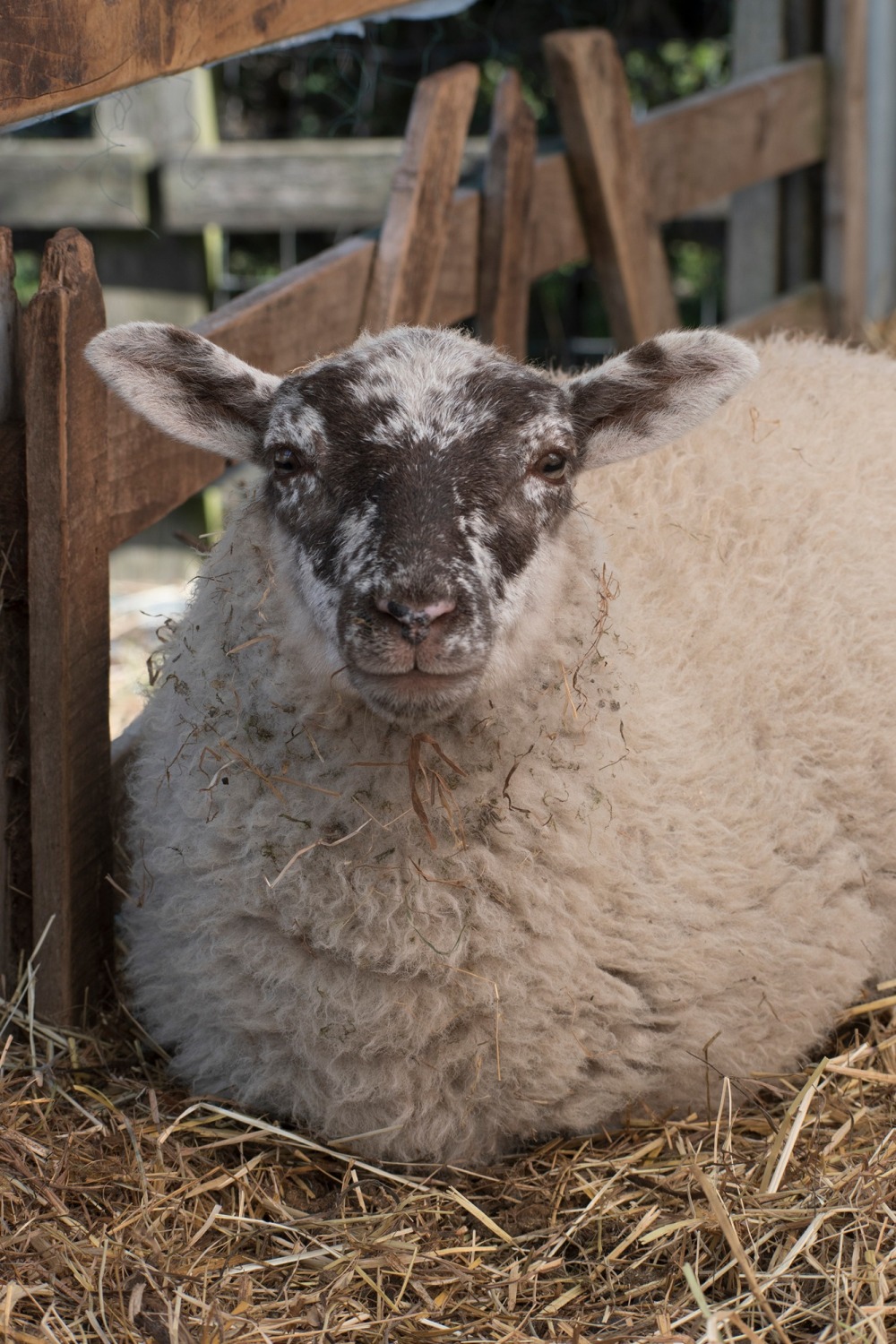 BFAS (Brook Farm Animal Sanctuary) - Raunds, Northamptonshire