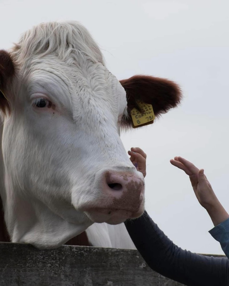 BFAS (Brook Farm Animal Sanctuary) - Raunds, Northamptonshire