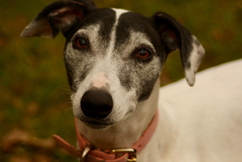 BFAS (Brook Farm Animal Sanctuary) - Raunds, Northamptonshire