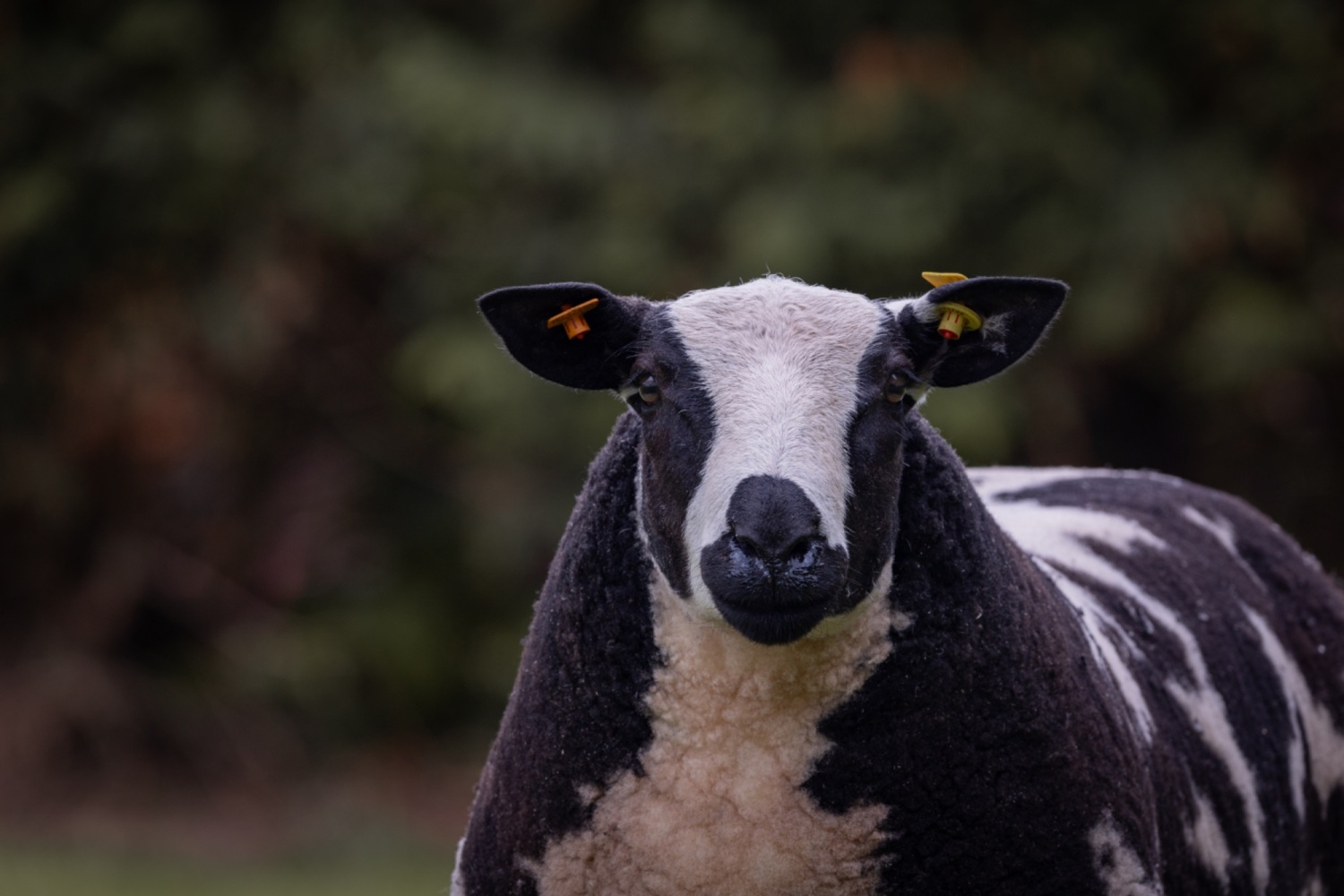 Agricultural Photographer Cumbria | Clare Gelderd Photography