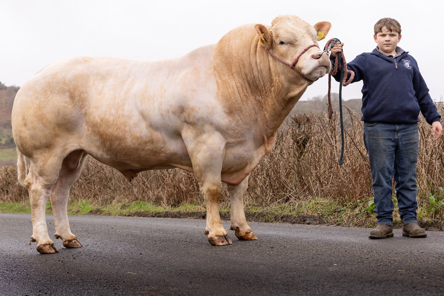 Agricultural Photographer Cumbria | Clare Gelderd Photography