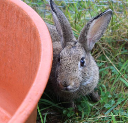 Small Animal Handling session