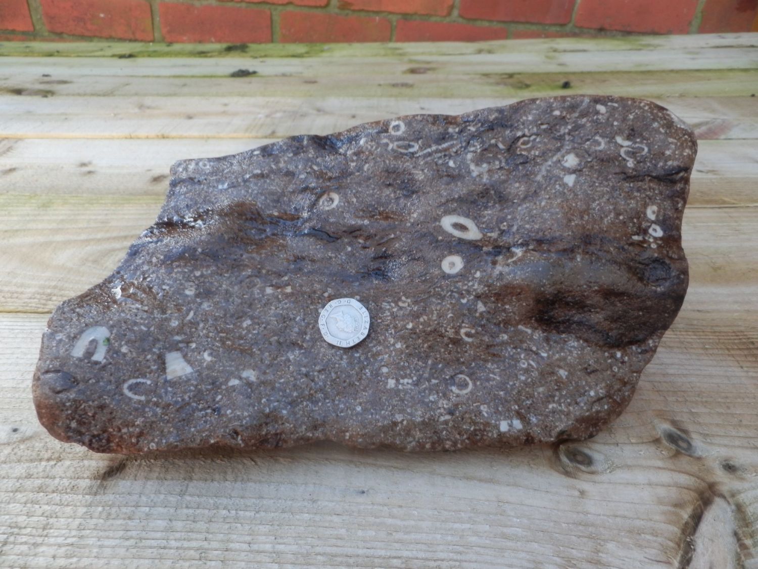 The County Durham Fossil Page