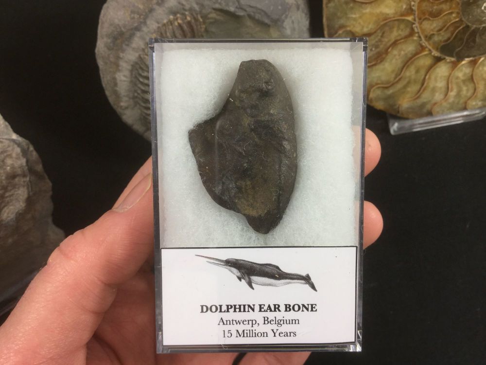 New Additions - Shop - Page 13