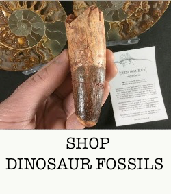 Online Rock & Fossils Store