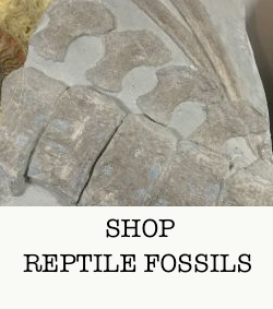 Online Rock & Fossils Store