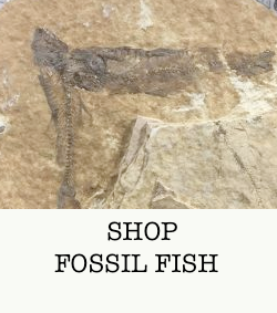 Online Rock & Fossils Store