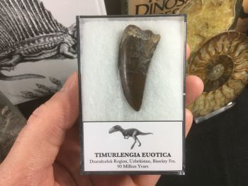 Timurlengia euotica (Tyrannosauroid) - Shop