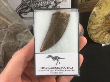 Timurlengia euotica (Tyrannosauroid) - Shop