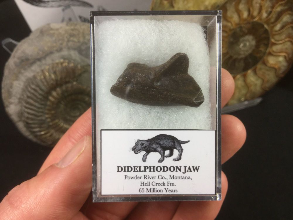 Cretaceous Age (Hell Creek Fm.) - Shop