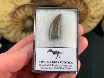 Timurlengia euotica (Tyrannosauroid) - Shop