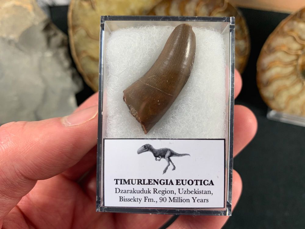 Timurlengia euotica (Tyrannosauroid) - Shop