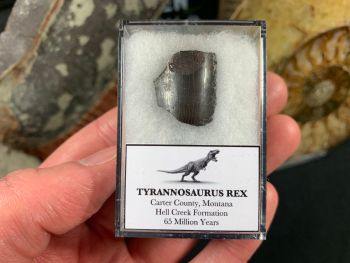 Tyrannosaurus Rex - Shop