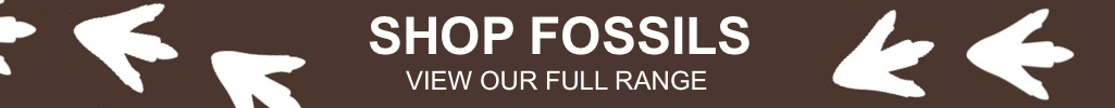 Online Rock & Fossils Store