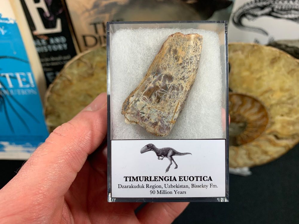 Timurlengia euotica (Tyrannosauroid) - Shop