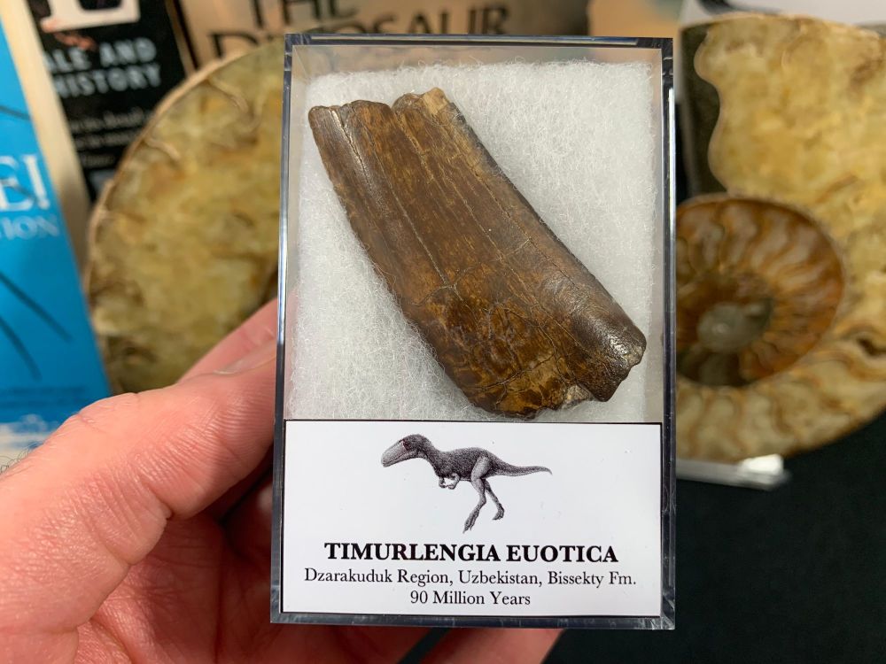 Timurlengia euotica (Tyrannosauroid) - Shop