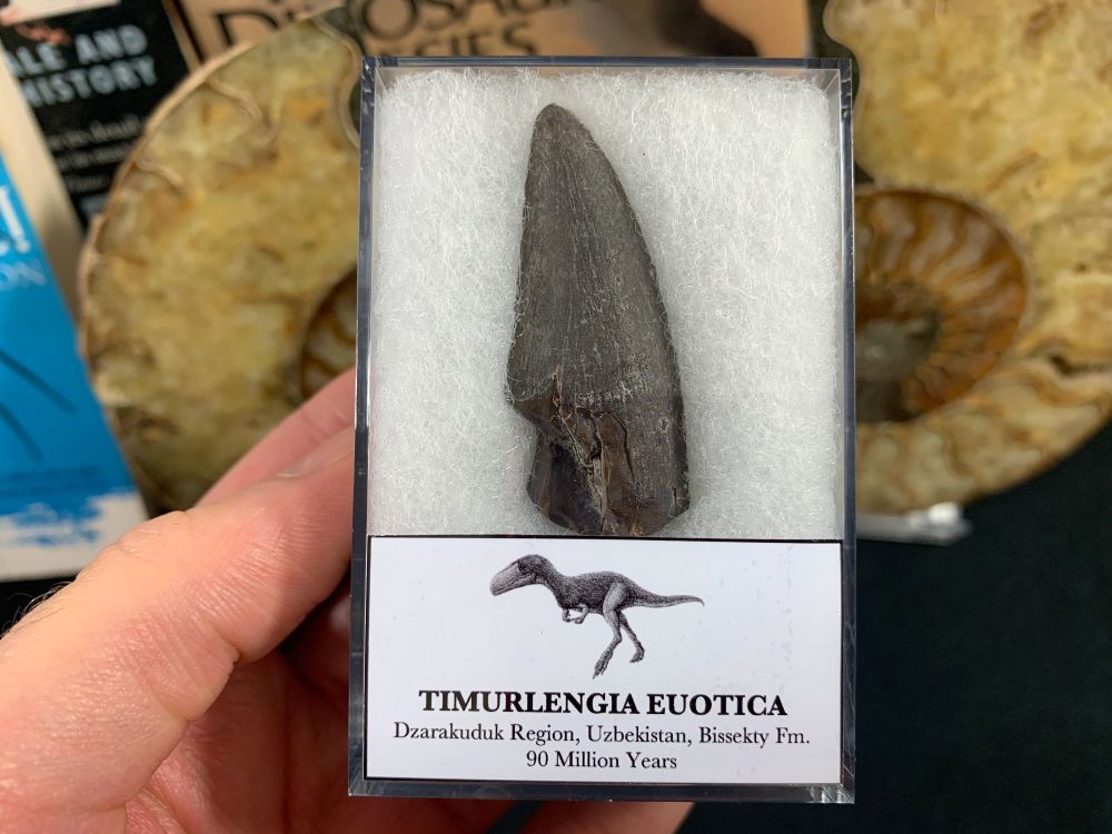 Timurlengia euotica (Tyrannosauroid) - Shop
