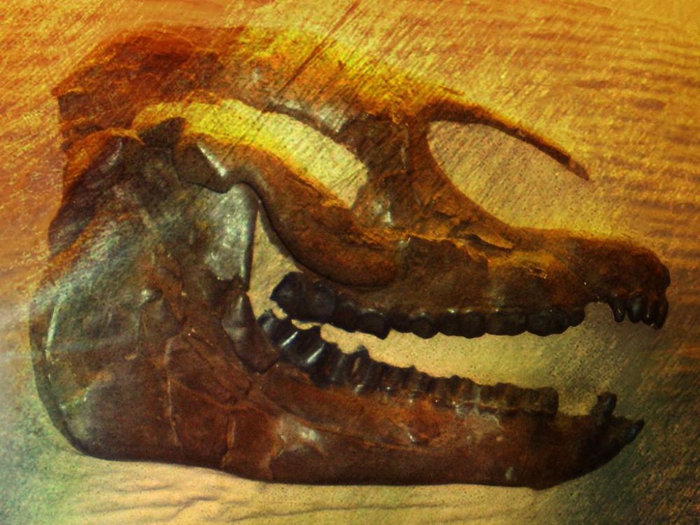 Palaeotherium - Shop