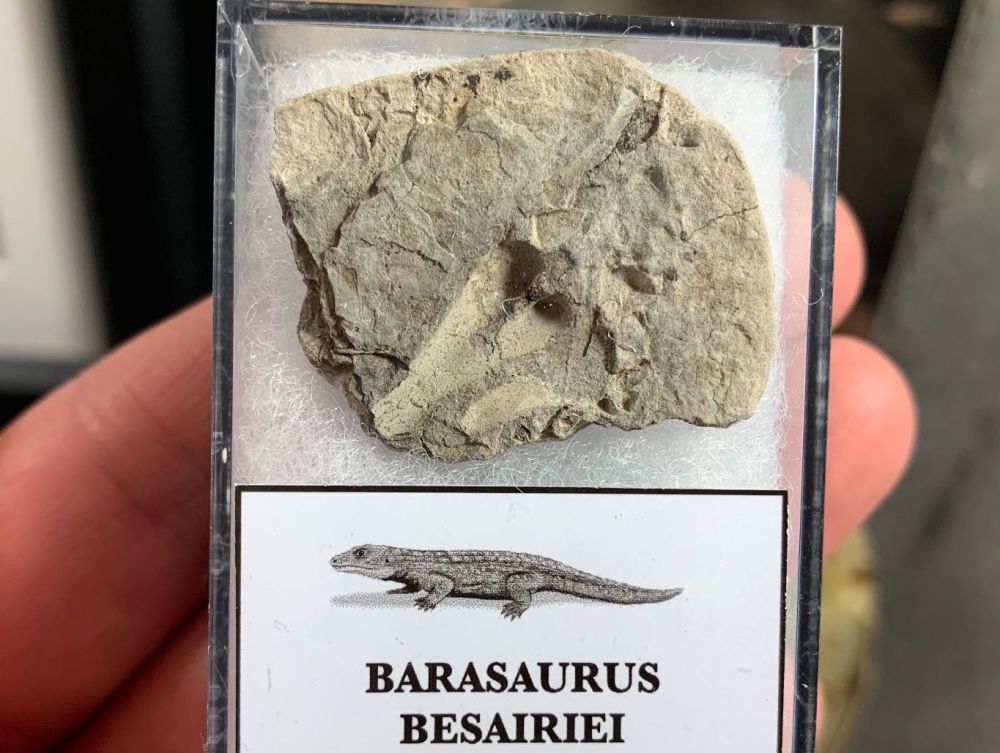 Barasaurus - Shop