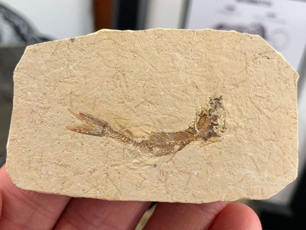 Brazil - Fossil Fish - Shop