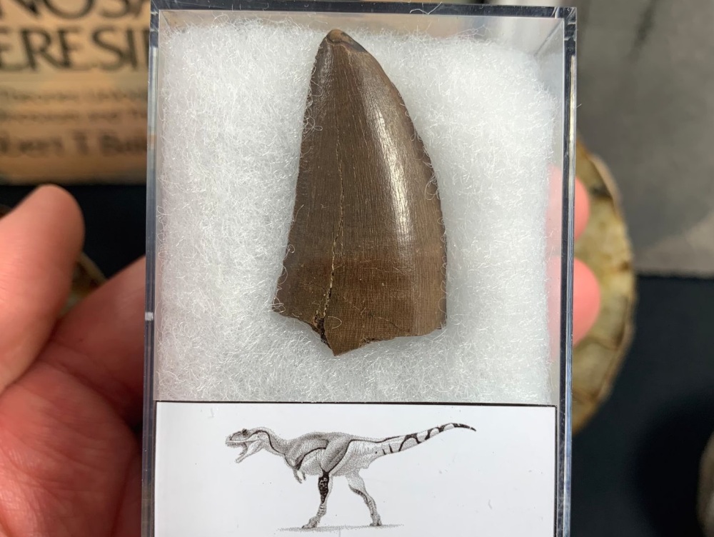 Daspletosaurus/Gorgosaurus Tooth (Judith River Fm.) #12
