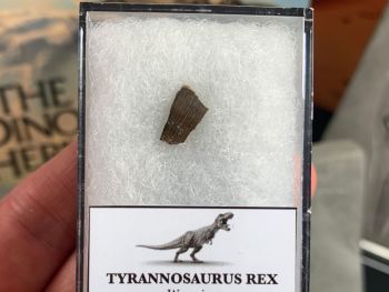 Tyrannosaurus Rex - Shop