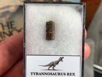 Tyrannosaurus Rex - Shop