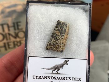 Tyrannosaurus Rex - Shop
