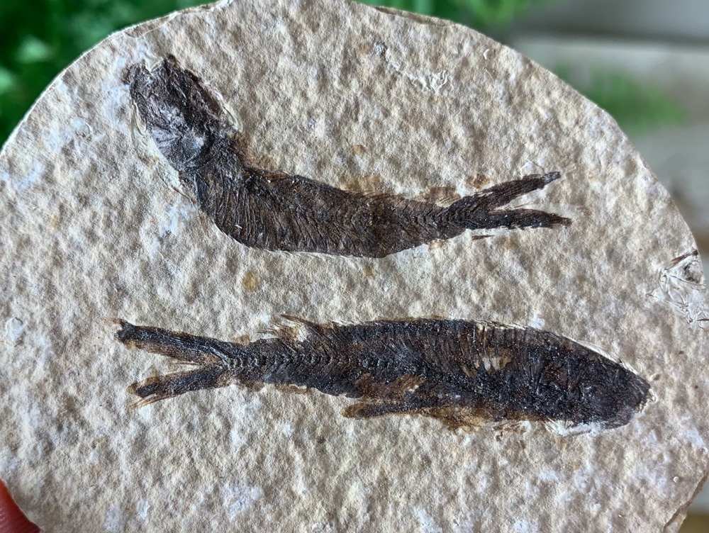 USA - Fossil Fish - Shop