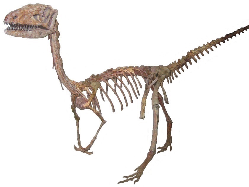 Theropods (Triassic Period) - Shop