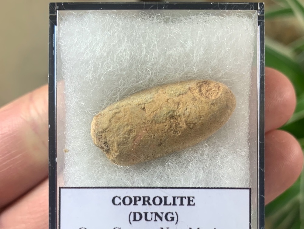 Coprolites (dung) - Shop