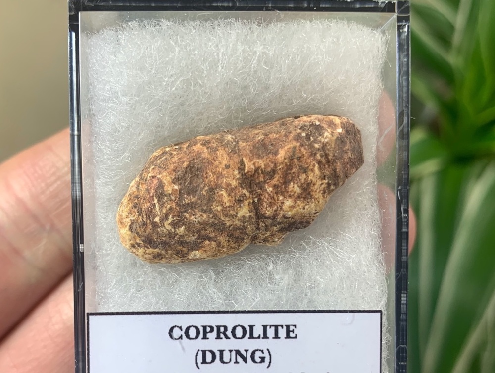 Coprolites (dung) - Shop