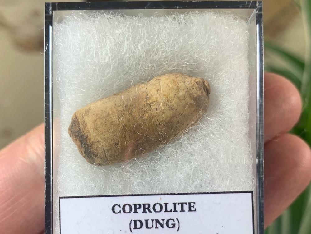 Coprolites (dung) - Shop
