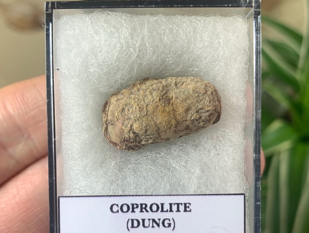 Coprolites (dung) - Shop